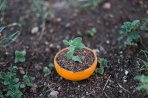 Earth-Friendly Mandarin Planter
