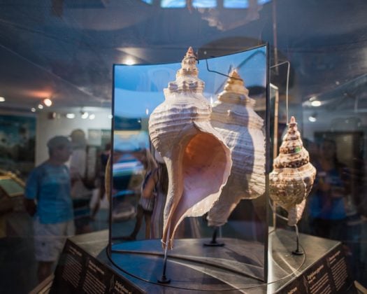 Sea Shelling 101 (By the Sea Shore!)