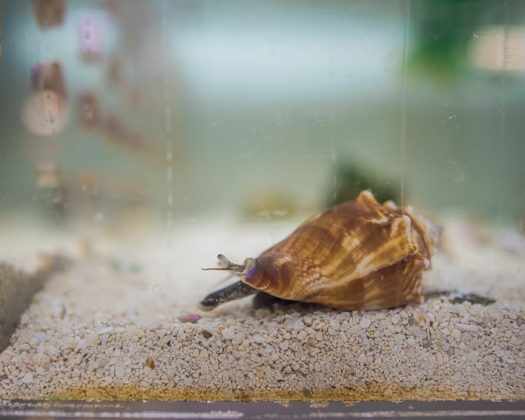 Sea Shelling 101 (By the Sea Shore!)