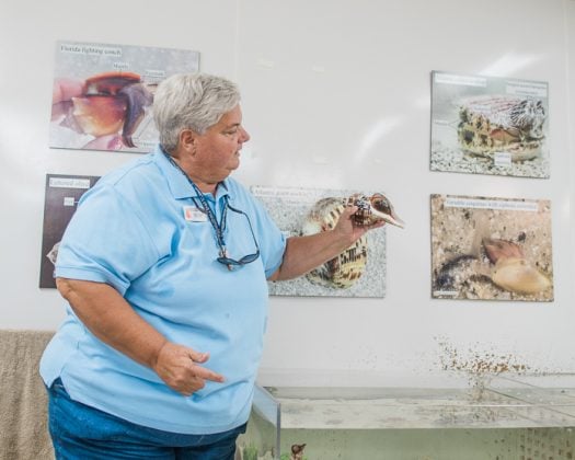 Sea Shelling 101 (By the Sea Shore!)