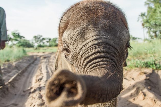 26 Elephant Crafts for all Ages